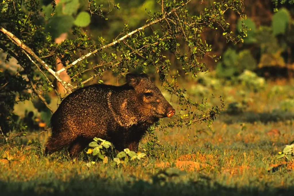 Biljke Otporne Na Javelinu Saznajte Vi e O Biljkama Koje Javelina Ne e